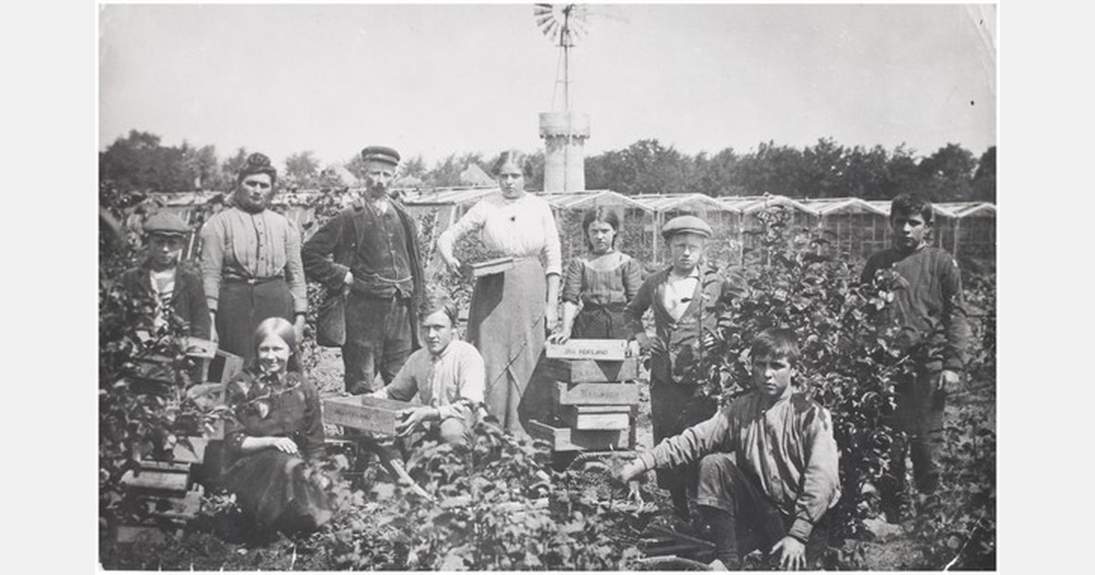 Uit de oude doos: Tuinbouwbedrijf Jan Hofland te Naaldwijk