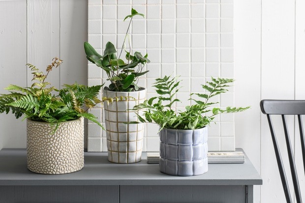 Intratuin introduceert groot assortiment biologische kamerplanten op ...