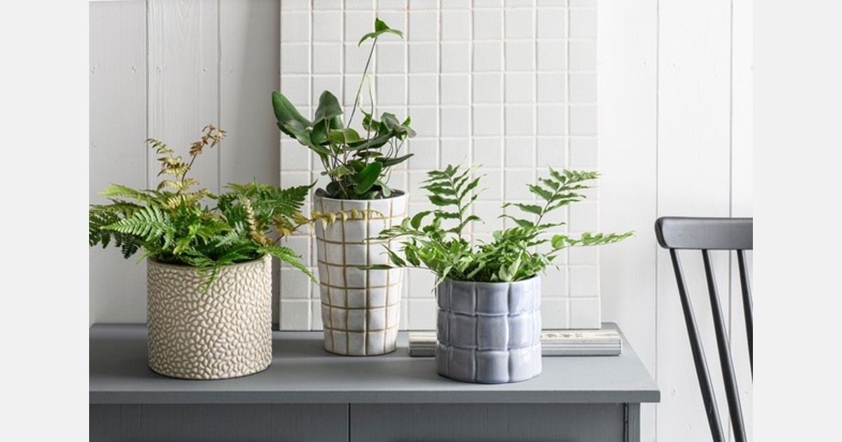 Intratuin introduceert groot assortiment biologische kamerplanten op ...