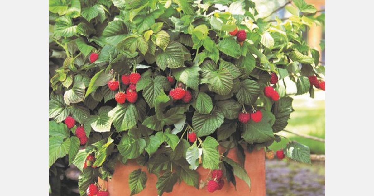 De Jong Plant presenteert Framboos Raspberry Shortcake