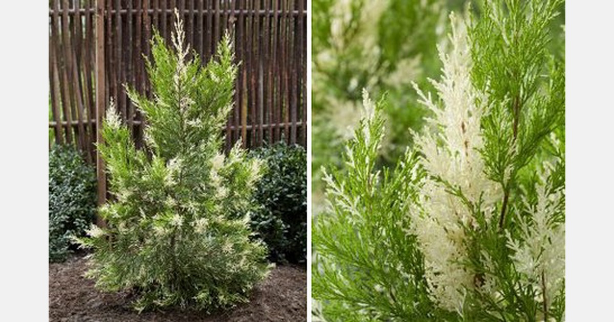 CNB New Plants presenteert Cupressus Snowcrest en Everydaylilly op IPM