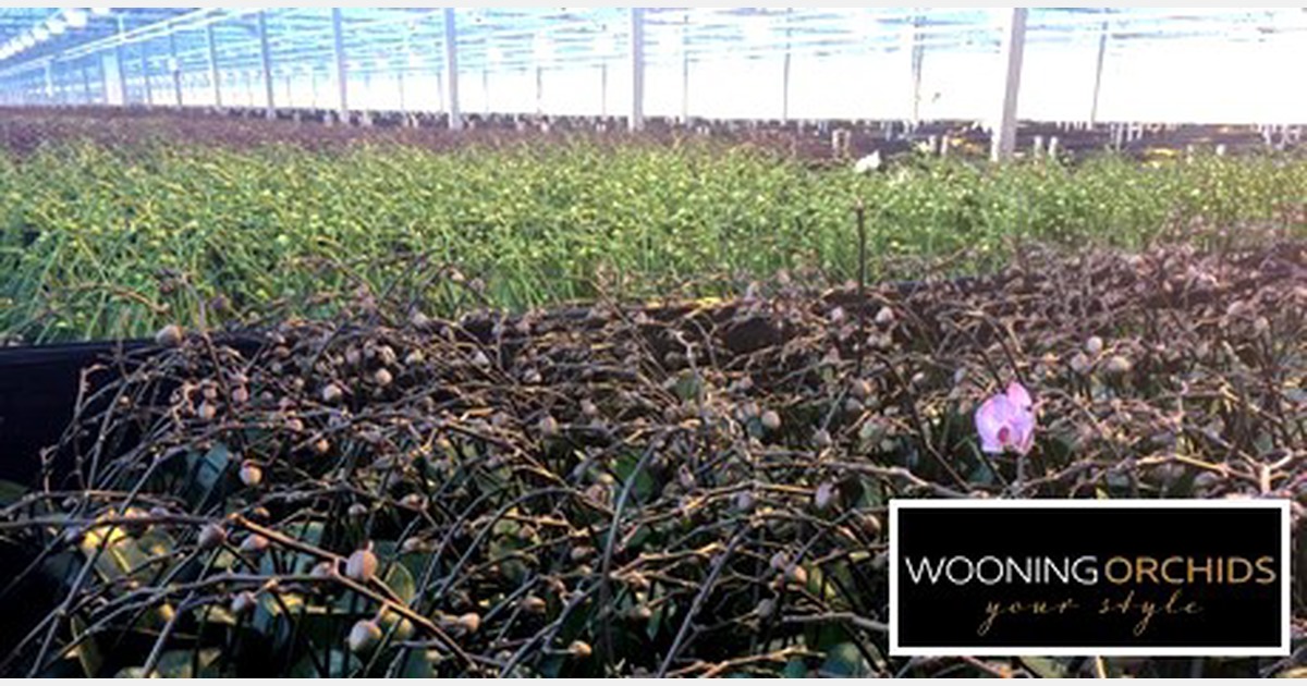 Directeur Johan van Velden stopt bij Wooning Orchids
