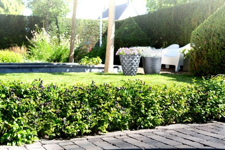 1 meter fruithaag met sixpack Berry Bux