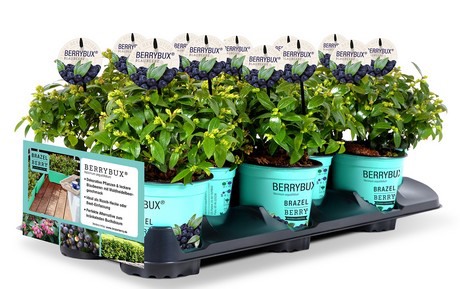 1 meter fruithaag met sixpack Berry Bux