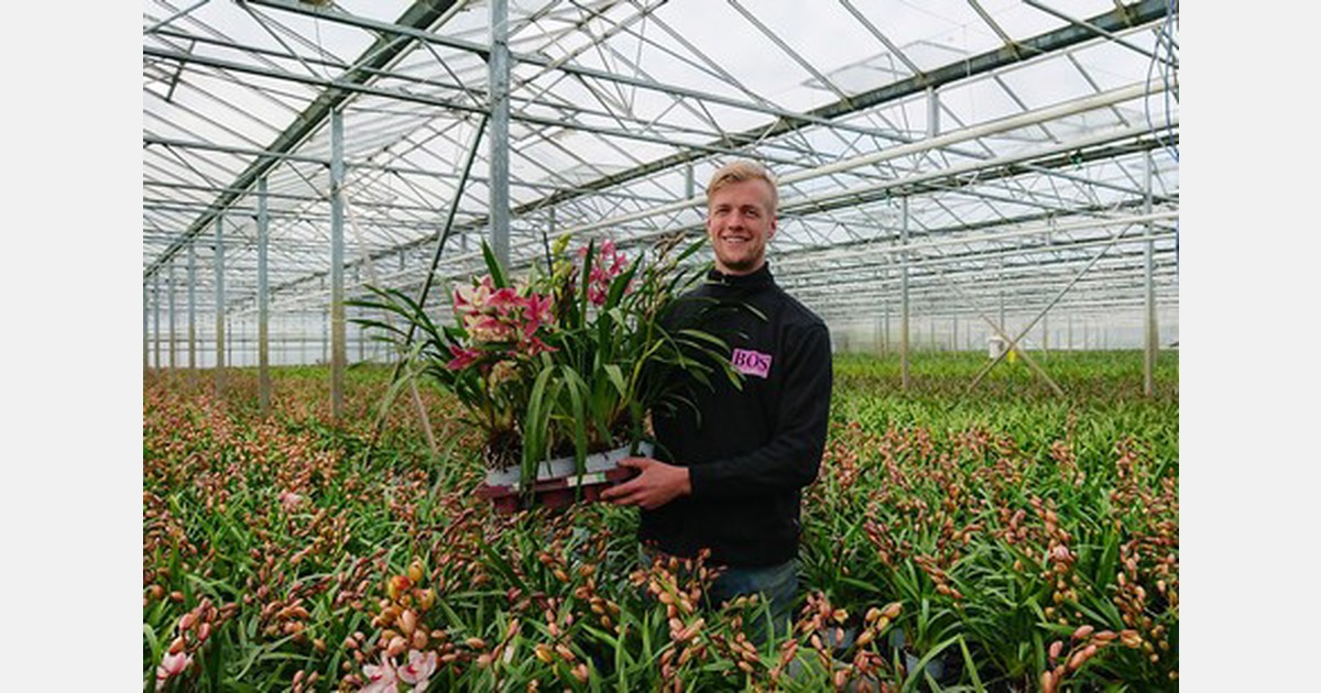 Bos Flowers & Orchids nu ook kweker van pot Cymbidium
