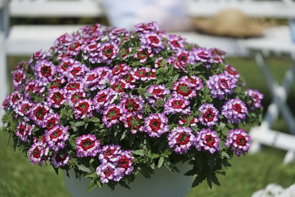 Selecta Holland Open Days van 15 tot 18 juni 2021