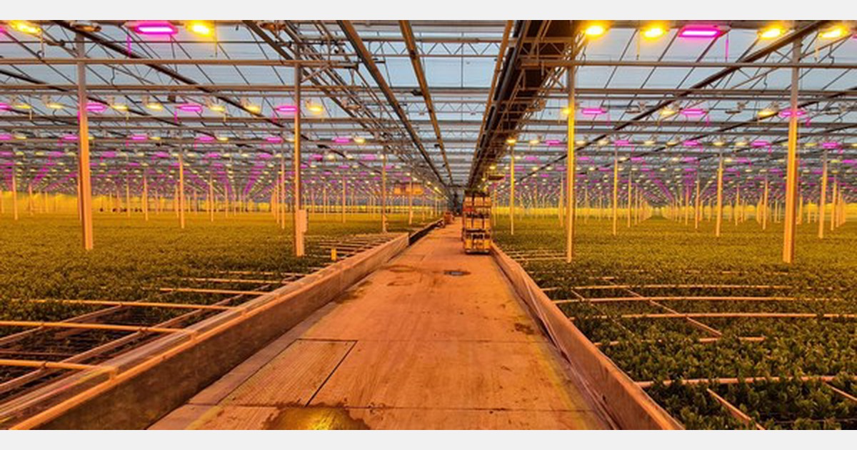 Tweede kas SenZaro voorzien van Philips GreenPower LED toplighting