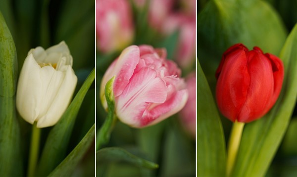 Borst Bloembollen introduceert drie nieuwe tulpen