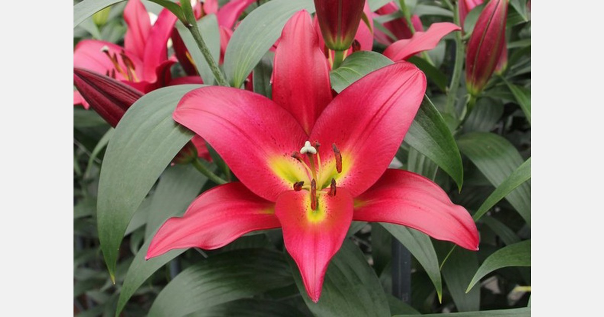 Touchstone wint eerste plaats in Lily League 2022