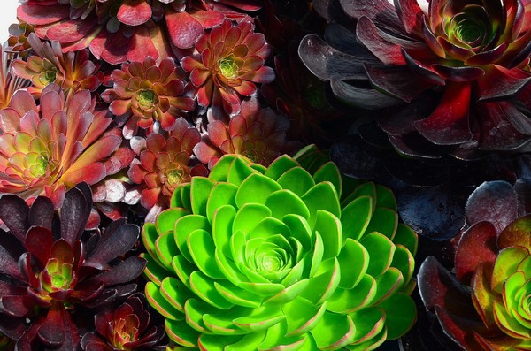 Het wonderlijke verhaal van de "Surreal Succulent" Semponium