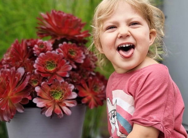 Het wonderlijke verhaal van de "Surreal Succulent" Semponium