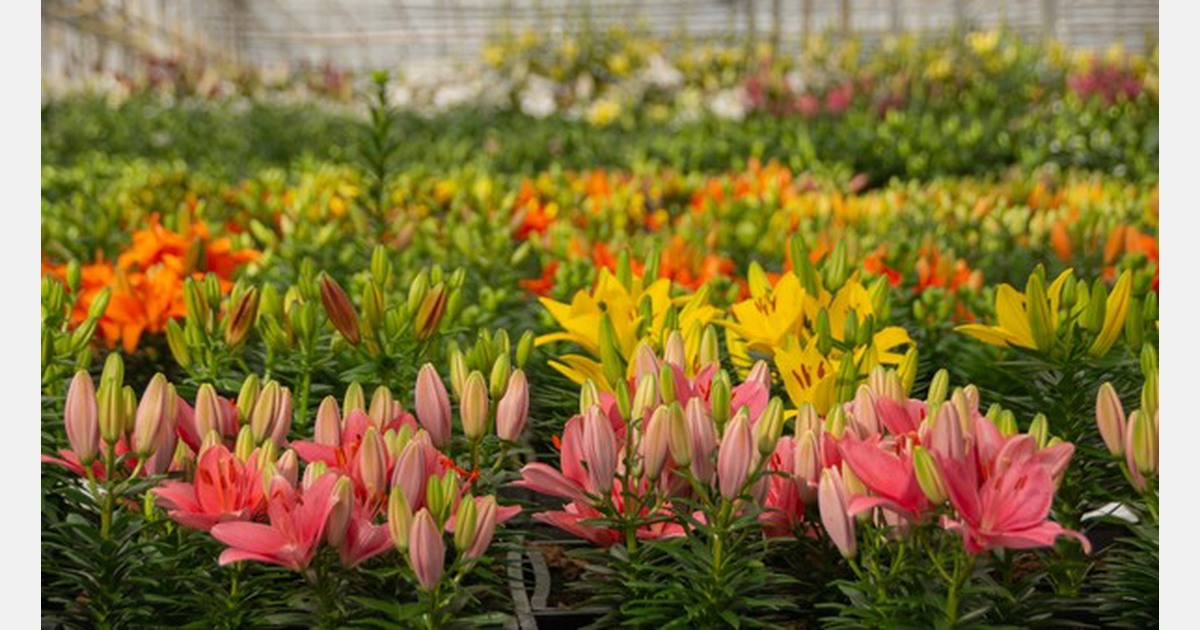 Dutch Lily Days biedt uitgebreid overzicht van ontwikkelingen in lelieland