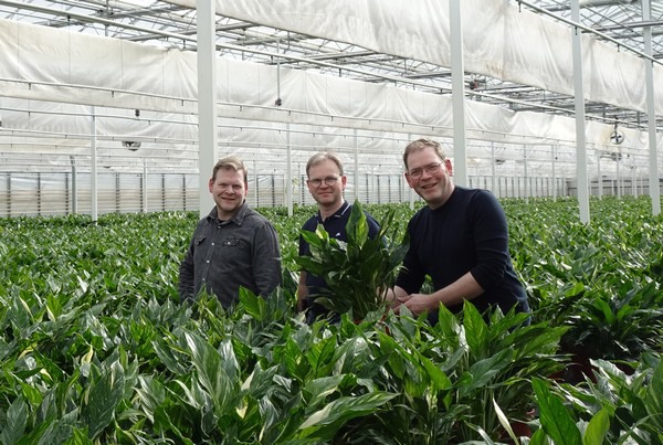 Stolk G4M Plants introduceert Spathiphyllum Jet Diamond