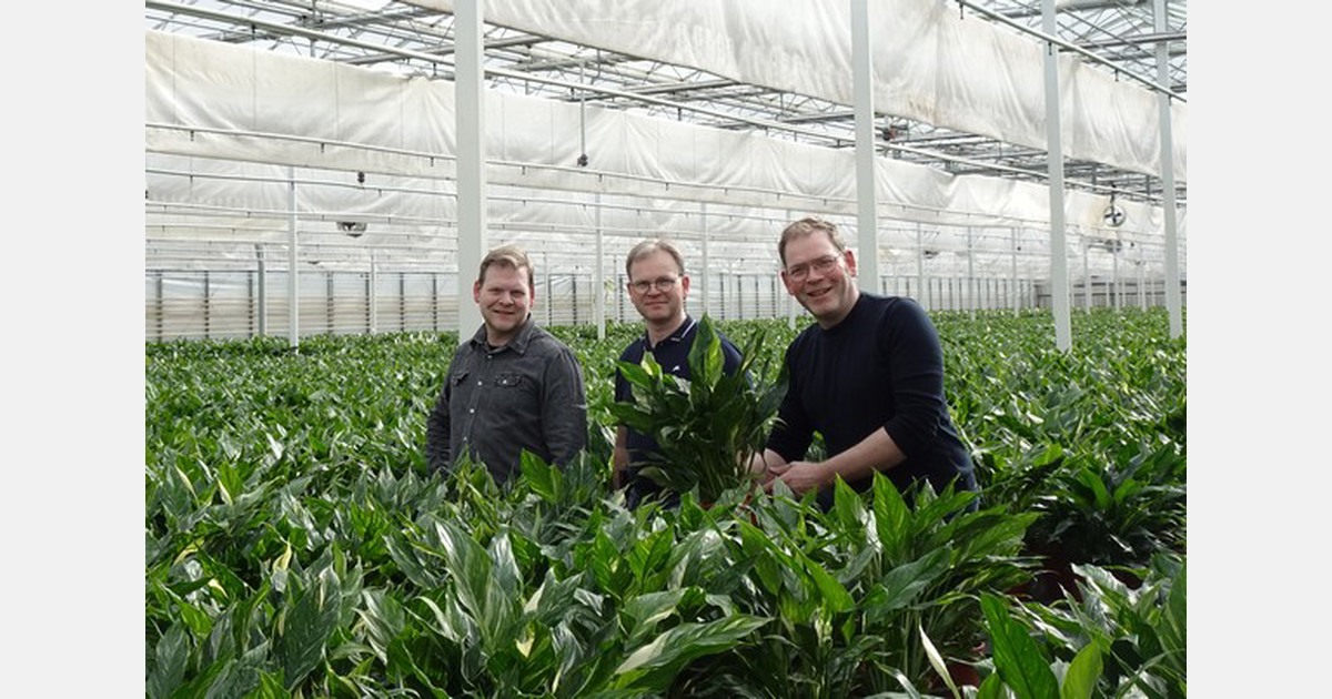 Stolk G4M Plants introduceert Spathiphyllum Jet Diamond