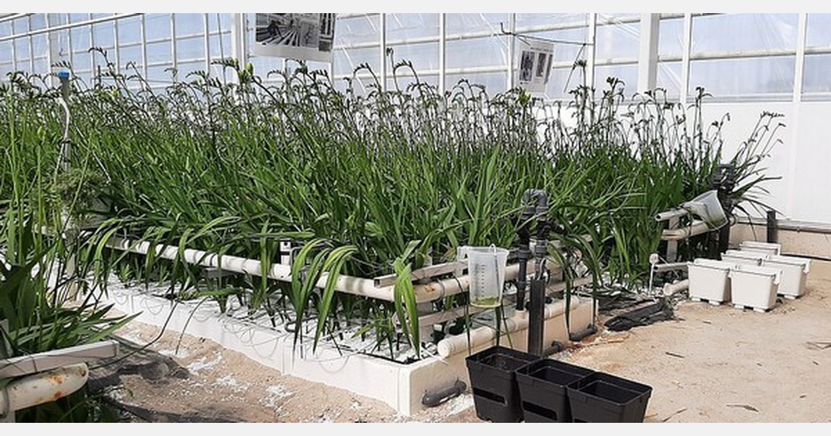 Eerste oogst van nieuwe teeltsystemen freesia