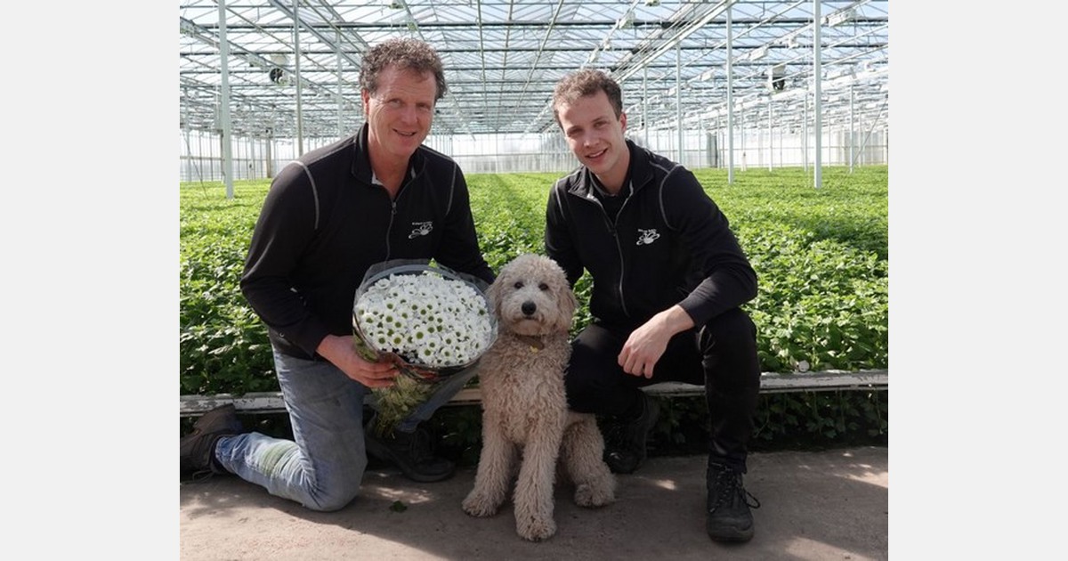 Santinikwekerij Richard van Schie (VannoVa) introduceert Bowie