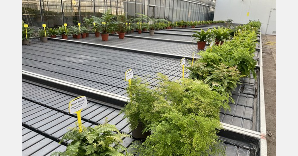 De Zonnebloem, Henk Braam en Microferns weer van de partij op FlowerTrials