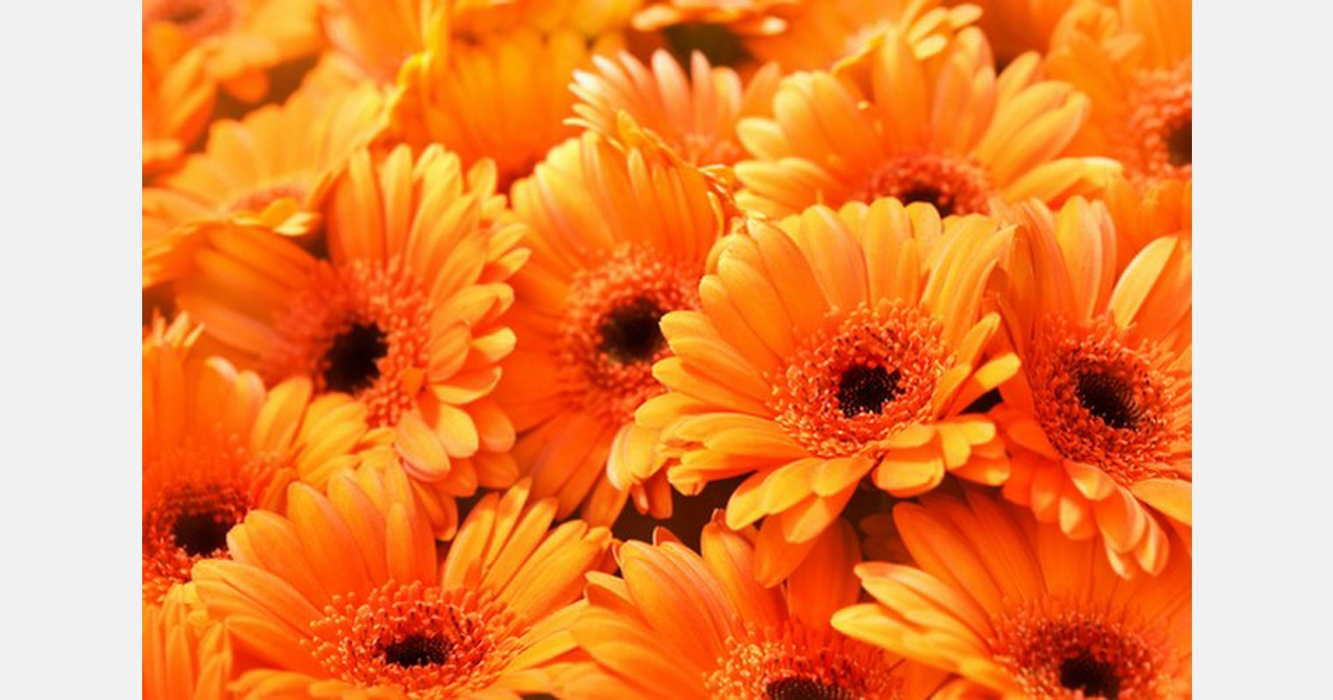 Onderzoek bevestigt: gerbera is inderdaad een kwantitatieve korte-dag plant