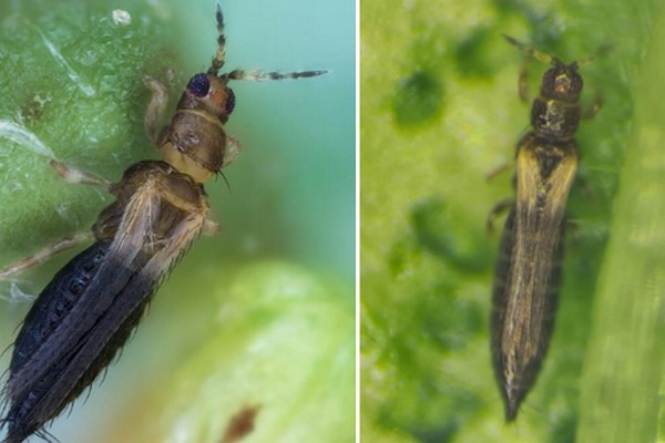 Roofmijt Transeius montdorensis meest succesvolle natuurlijke vijand ...
