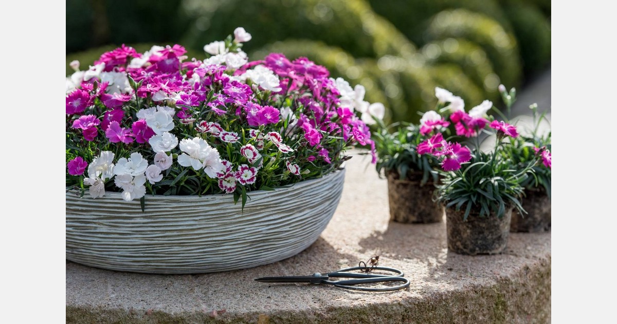 HilverdaFlorist en Dümmen Orange beëindigen licentieovereenkomst Noord ...