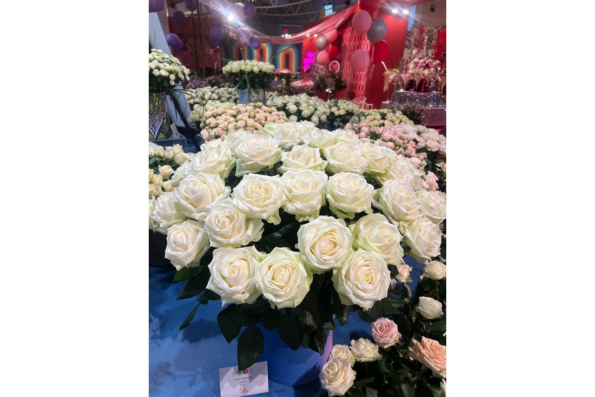 SK Roses valt twee keer in de prijzen