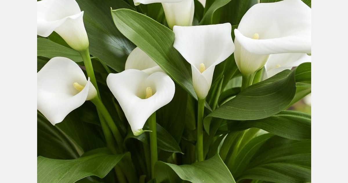 Kapiteyn maakt zich op voor nieuwe editie Captain Calla Days