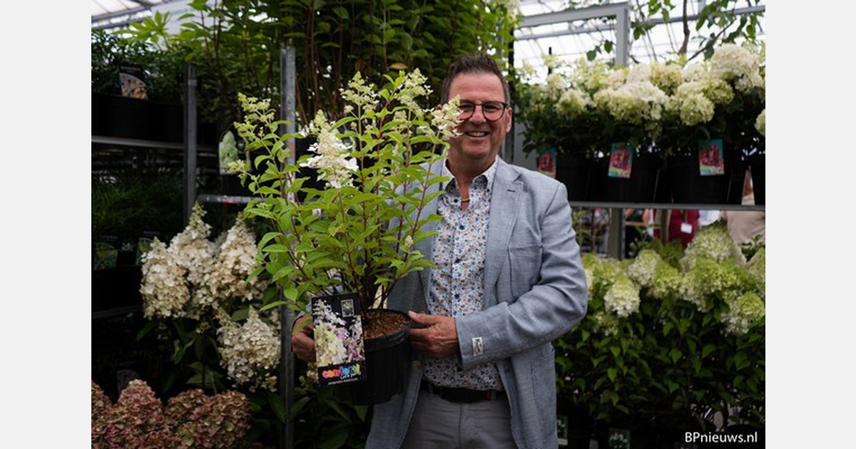 Hydrangea Paniculata in allerlei kleuren, soorten en variëteiten