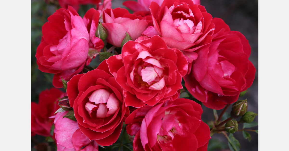 Twaalf buitenrozen verdienen predicaat Excellence Roses