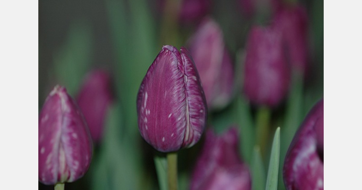 Drie webinars met alle kennis over galmijt