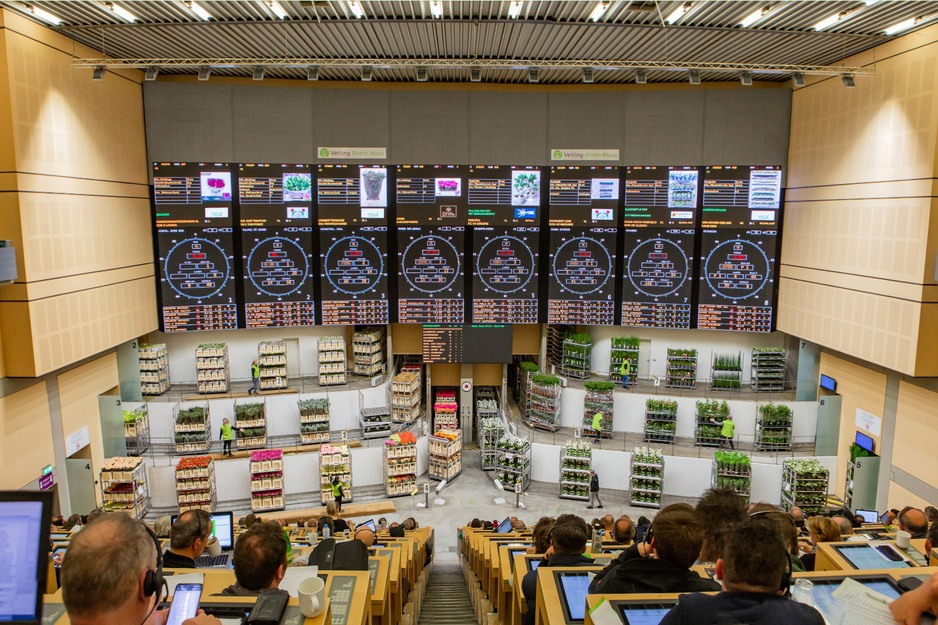 Een kijkje achter de schermen bij de bloemen- en plantenveiling