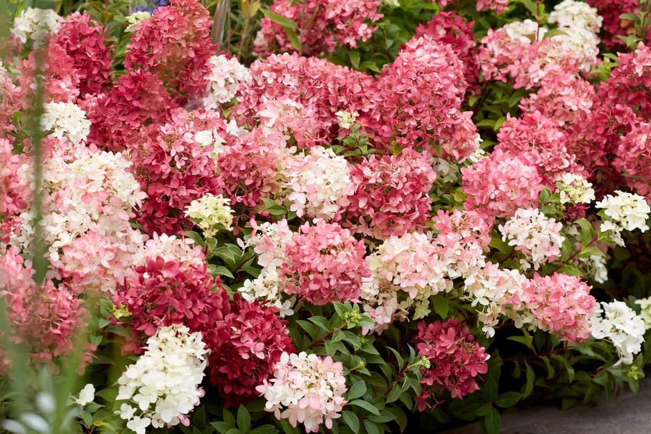 Twee nieuwe kleuren binnen Hydrangea Groundbreaker