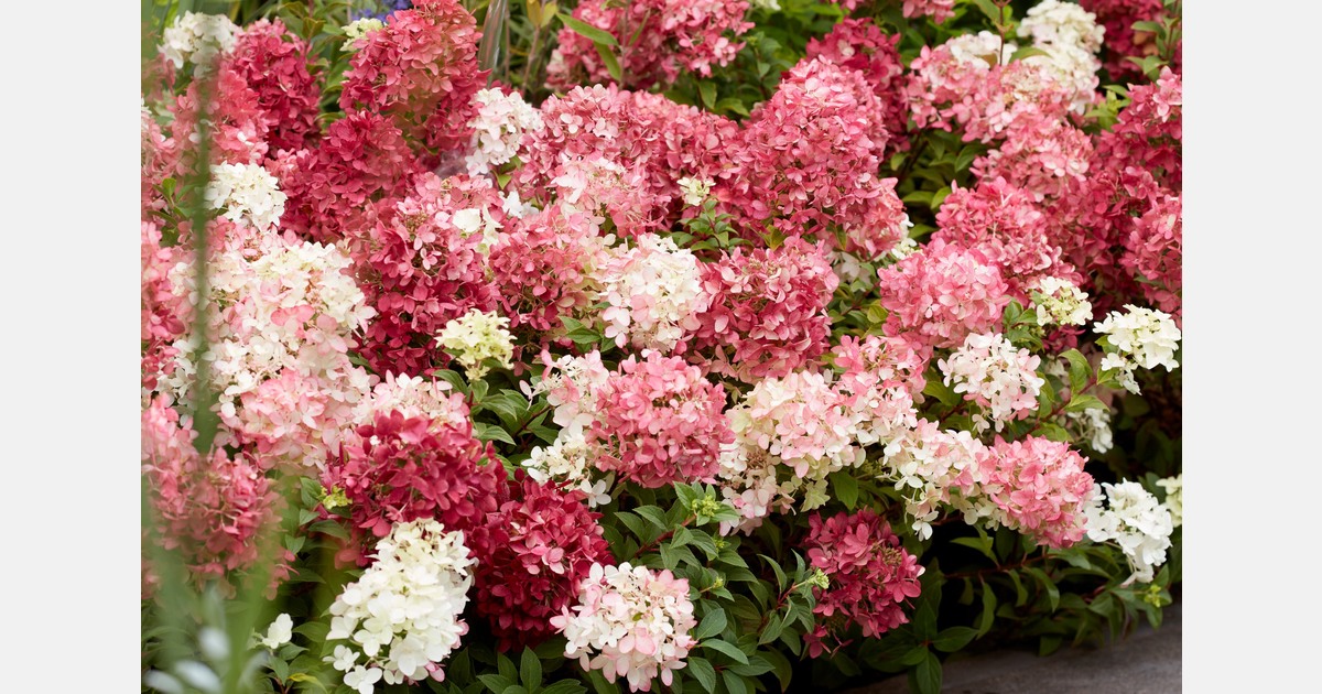 Twee nieuwe kleuren binnen Hydrangea Groundbreaker