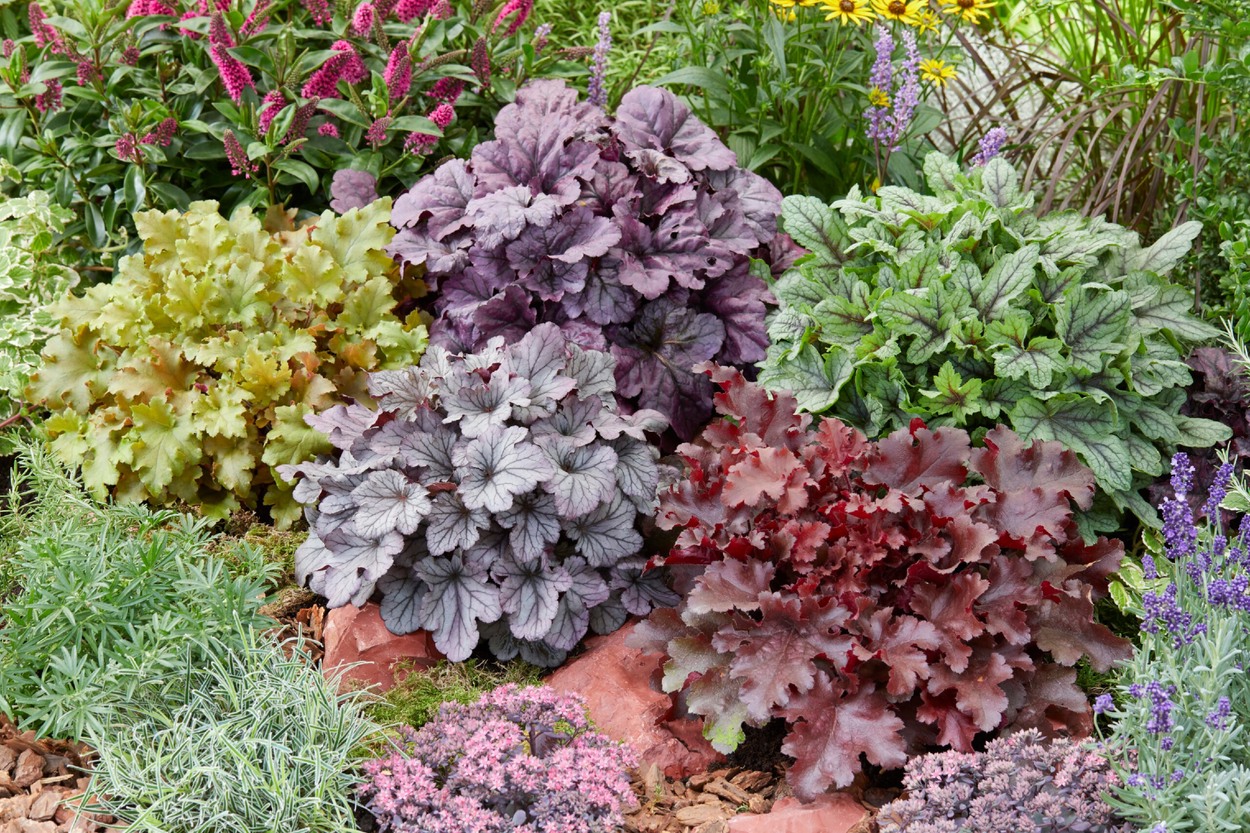 100% biologische Heuchera geïntroduceerd