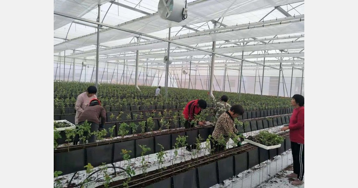 China: eerste rozen geplant in nieuwe kas in Shandong