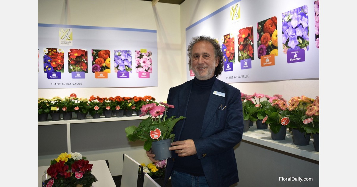 Schoneveld Breeding introduceert nieuwe gerbera "Joybera"