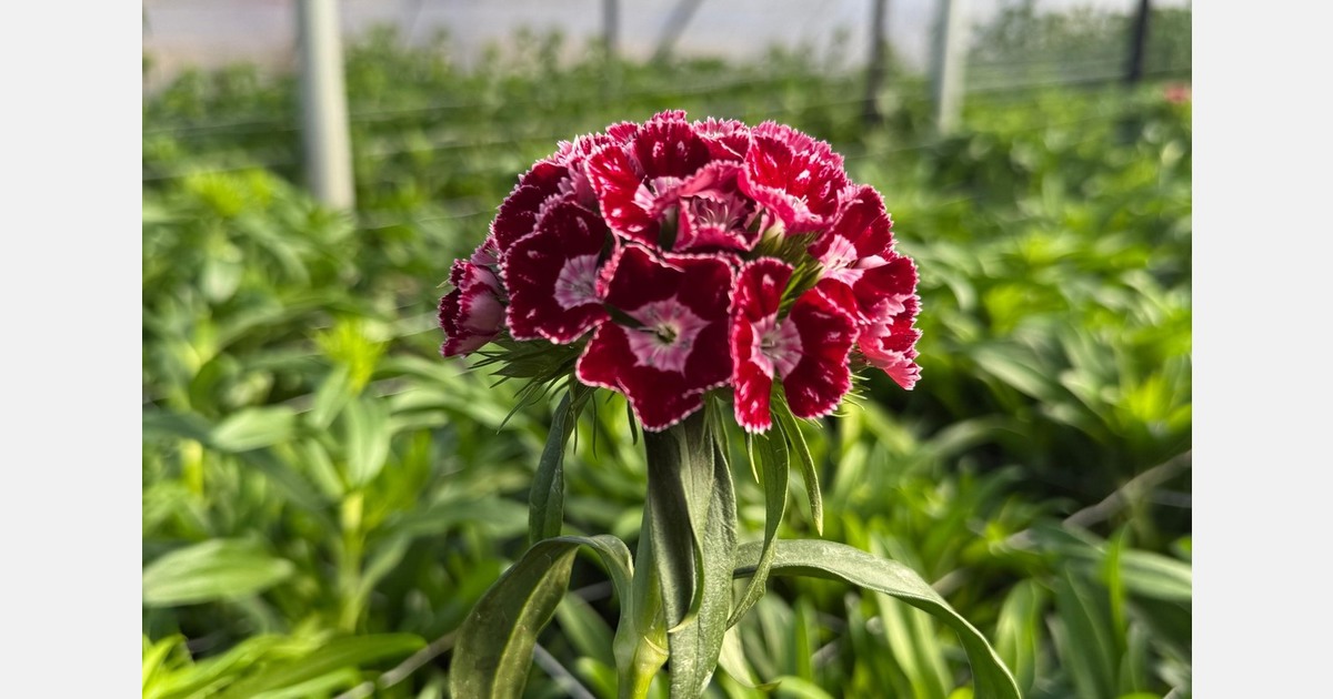 Zuid-Afrikaans koppel zet "angeliere" op de kaart