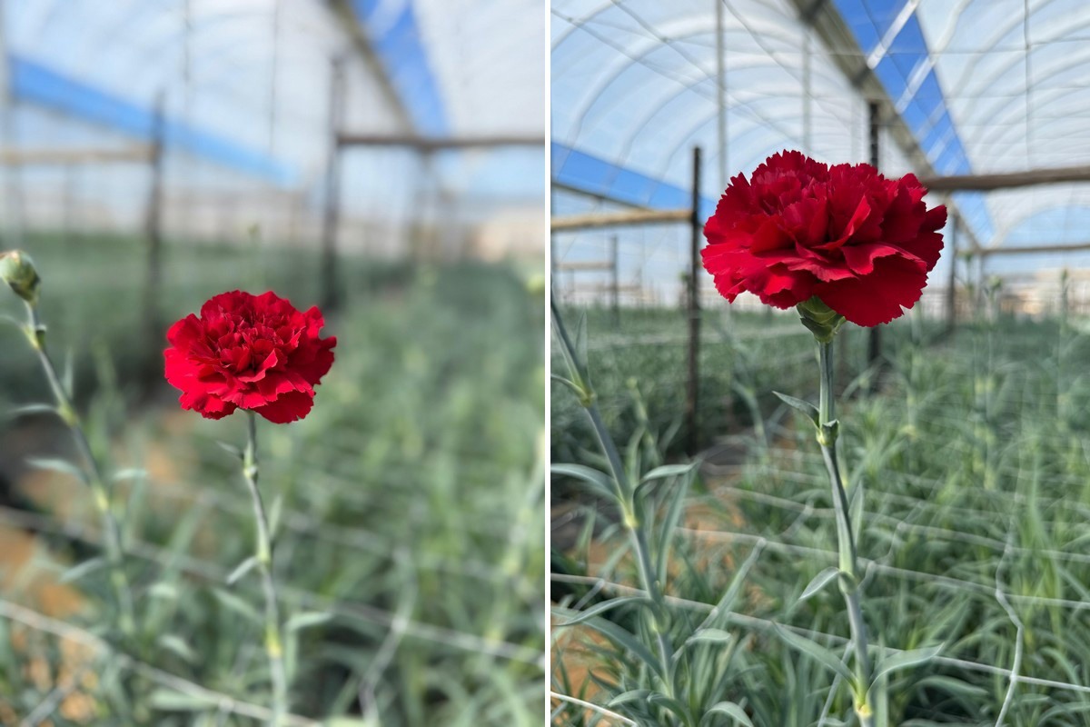 Zuid-Afrikaans koppel zet "angeliere" op de kaart