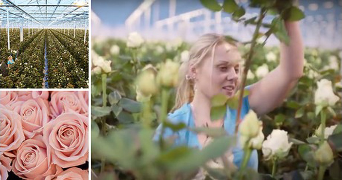 Marks & Spencer op bezoek bij Meijer Roses