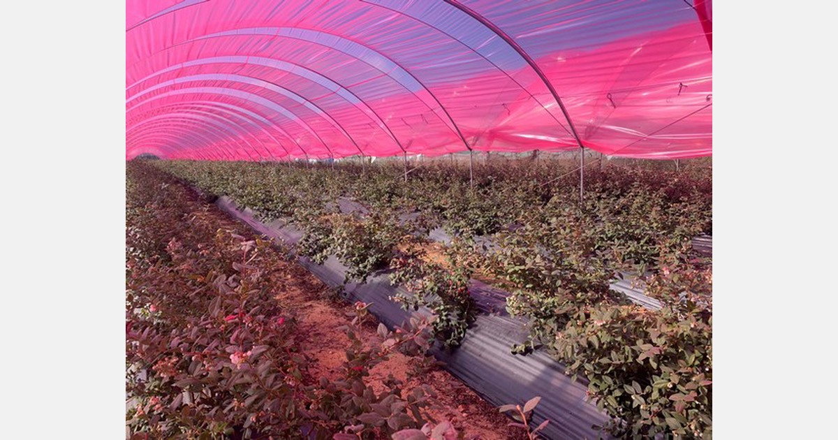 "Met alleen plastic en zonlicht kan er een hogere productiviteit en ...