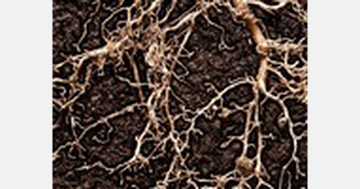 Asperello T34 Biocontrol krijgt bredere toelating