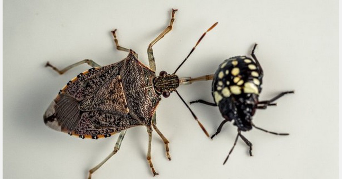 Roofstinkwants blijkt goede aanvulling voor bestrijdingsleger ...
