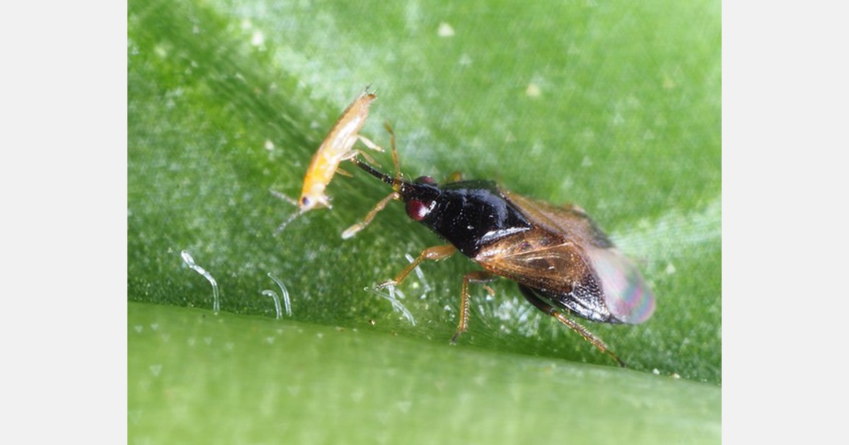 Uitzetstrategie van Orius-System optimaliseren kan 'simpel'