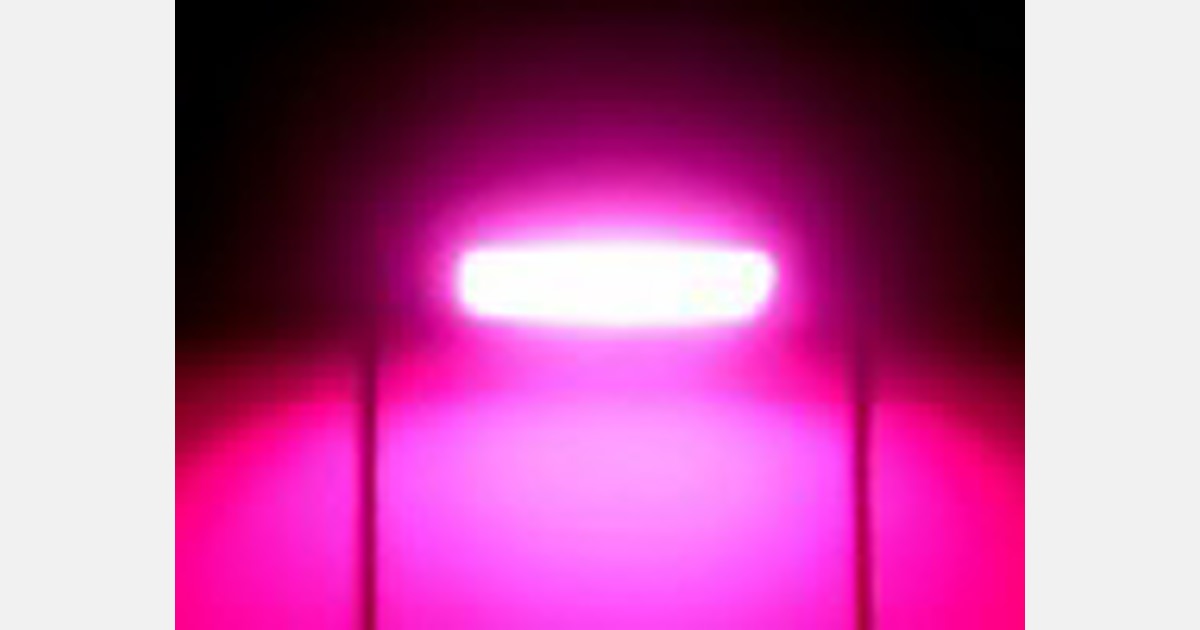 LED- en zonlicht maken van kas nog geen 'felverlichte' werkomgeving