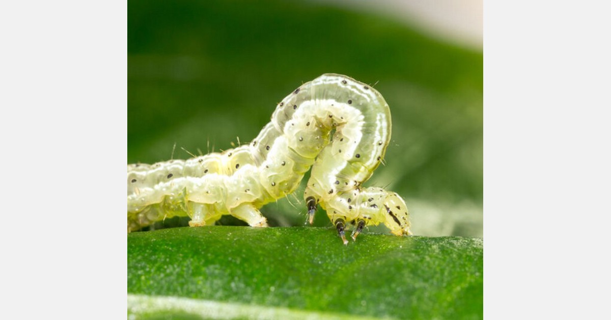 Rupsen bestrijden met nuttige nematoden