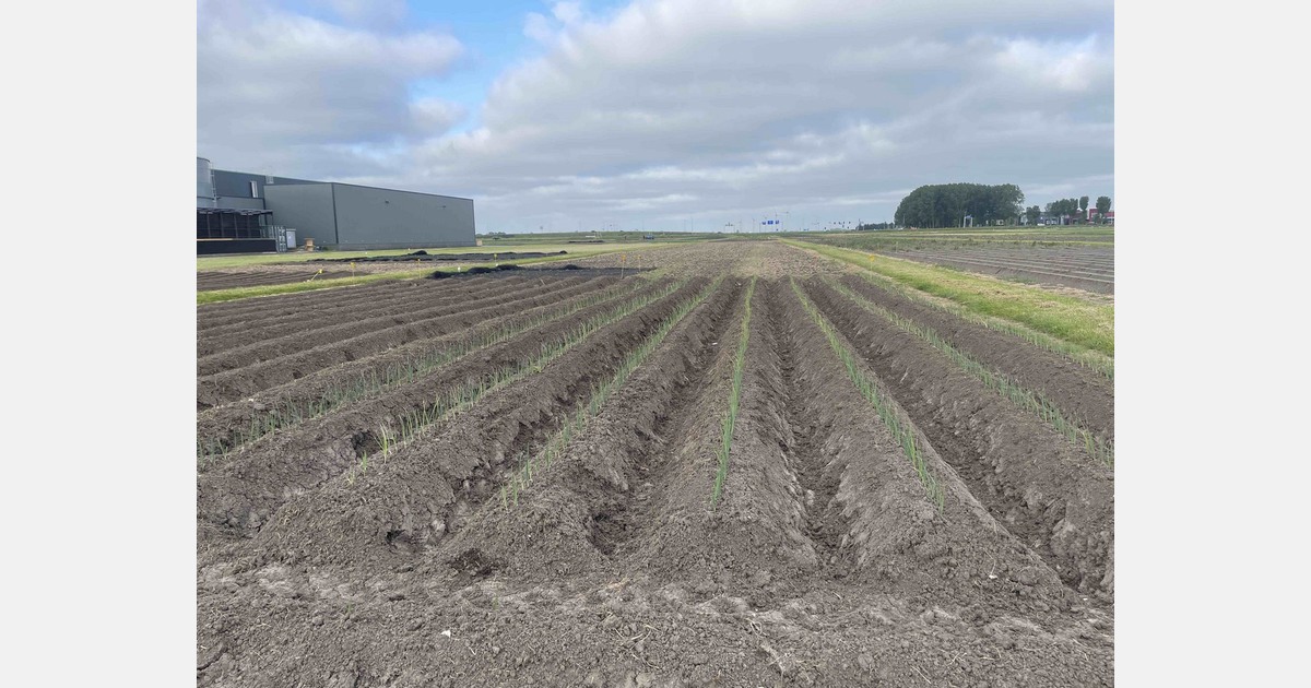 Tozer Seeds presenteert nieuwe cultivars op Seed Meets Technology in ...