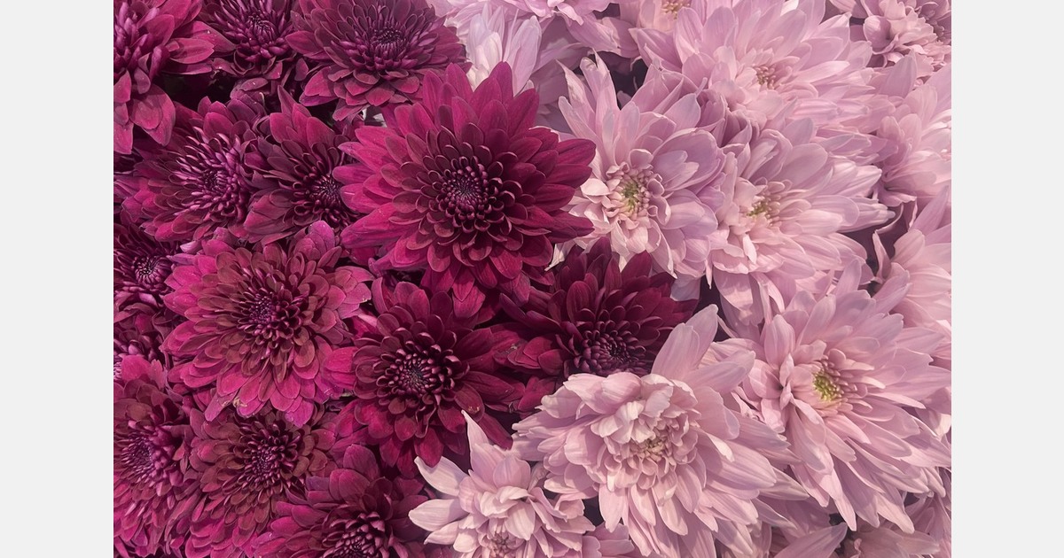 Straathof Plants gaat verder met activiteiten failliet DecoNova Young ...