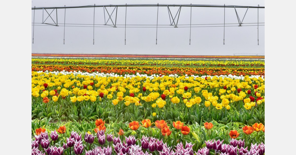 Al eeuwen populair, maar hoe kwam de tulp eigenlijk in Nederland terecht?